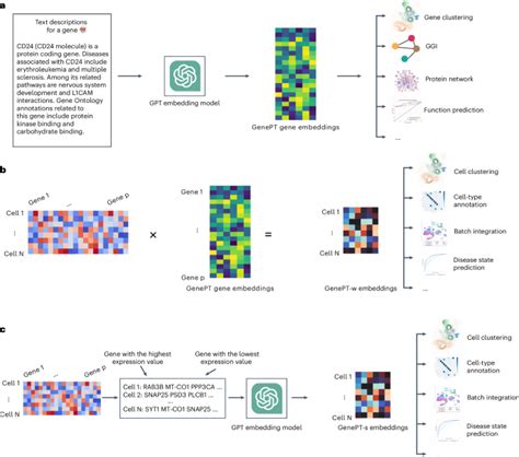 Simple And Effective Embedding Model For Single Cell Biology Built From