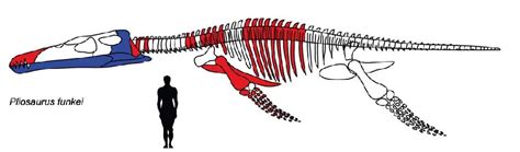 Pliosaurus Pictures And Facts The Dinosaur Database
