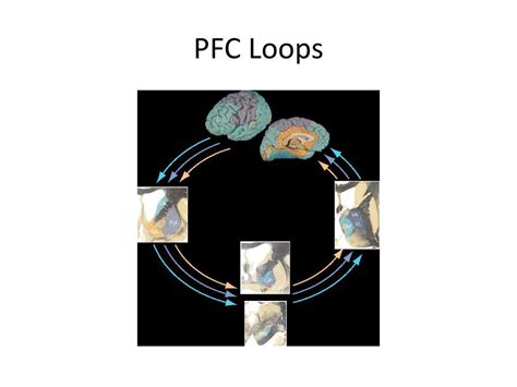 ppt slackers guide limbic memory prefrontal cortex v2 powerpoint