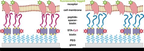 Fig S1 Schematic Showing The Principle Of The Micro Patterning Assay