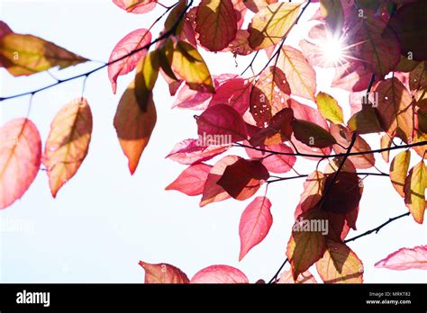 Fall In The Forest Spring Tree With Red Leaves And Rays Of Sun Light Stock Photo Alamy