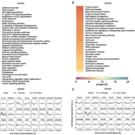 Concatenation Of Samples From Circadian Microarray And Rna Seq Datasets Download Scientific