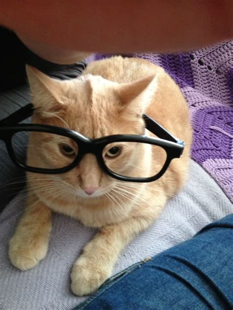 Nerdy Cat Cats Silly Cats Funny Cute Cats