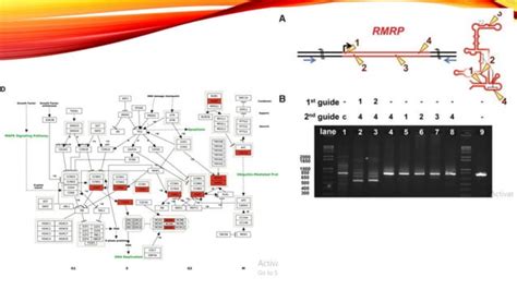 Non Coding Rna And Diseases Pptx