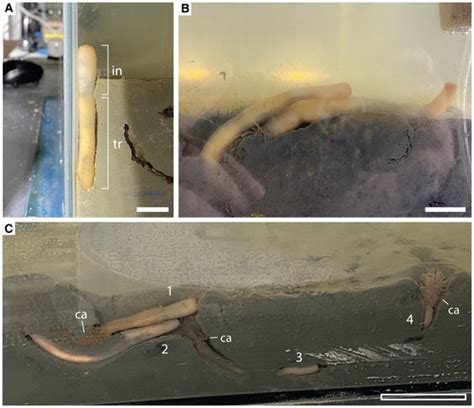 Priapulid Neoichnology Ecosystem Engineering And The Ediacaran