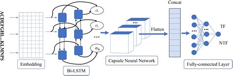 Frontiers A Capsule Network Based Method For Identifying