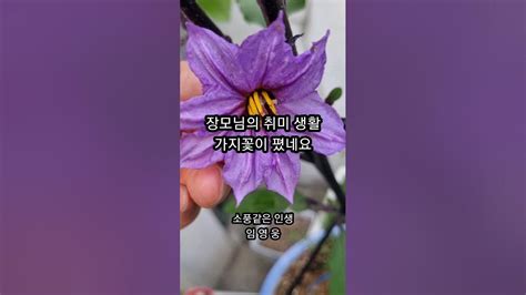 장모님 취미생활 화분에 키우는 가지 꽃이폈어요 소풍같은 인생 임영웅 영웅님 음원차트 1위 싹슬이 축하합니다 가지꽃임영웅소풍같은인생영웅시대