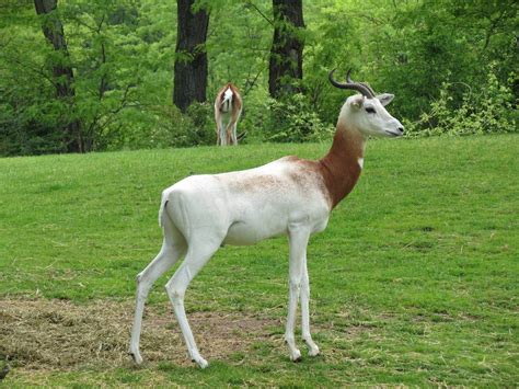The Dama Gazelle Addra Gazelle Or Mhorr Gazelle Nanger Dama