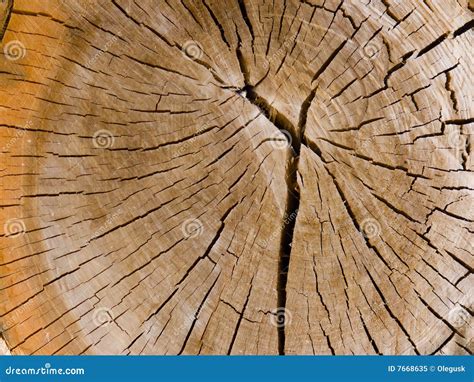 Internal Tree Structure Stock Image Image Of Internal 7668635