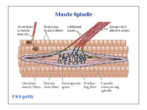 Chapter 16 Sensory Motor And Integrative Systems Flashcards Quizlet