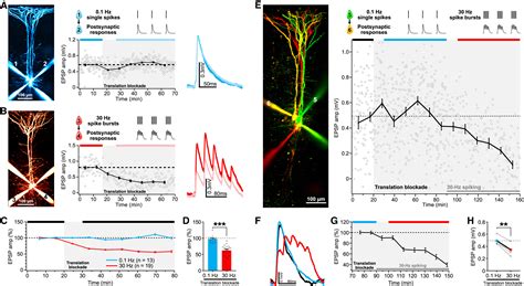 Synapse Specific Burst Coding Sustained By Local Axonal Translation Neuron
