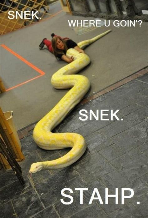 Giant Albino Python Makes Its Escape From Prison Life