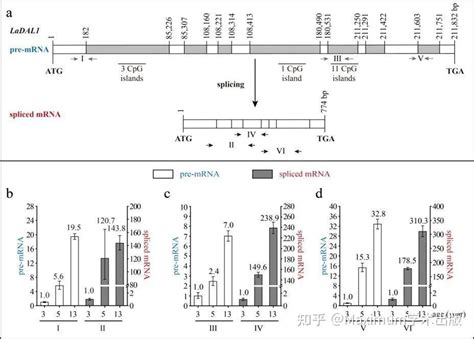 Forestry Res Pre Mrna转录和剪接参与年龄依赖表达模式的形成 知乎