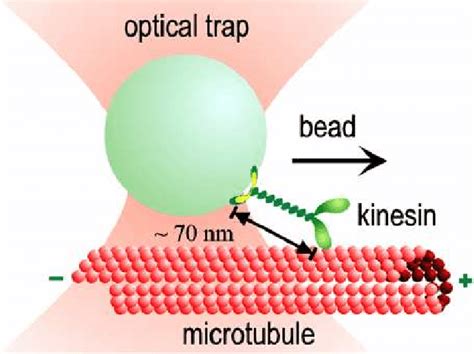 3 Schematic Representation Of A Single Molecule Manipulation Download Scientific Diagram