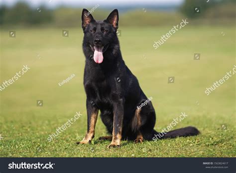 Black And Brown German Shepherd