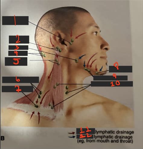 Lymphatic Lab Handout Flashcards Quizlet