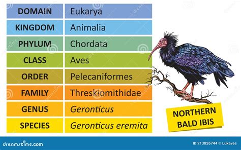 Taxonomic Ranks Diagram Vector Illustration 213330956