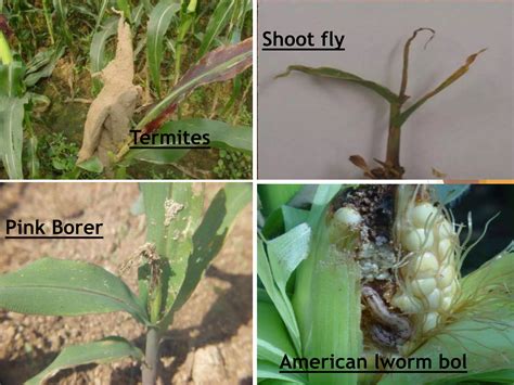 Maize PPTX Agriculture Industries