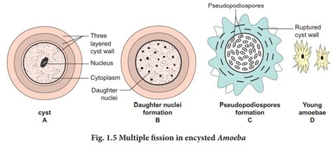 Multiple Fission In Plasmodium