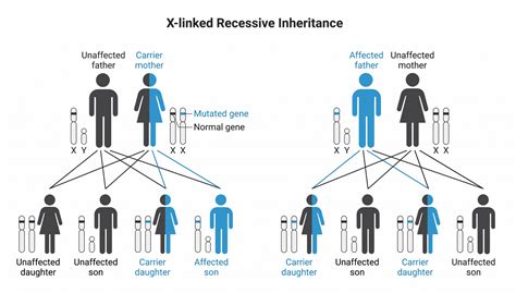 203 Pedigree Analysis College Biology I
