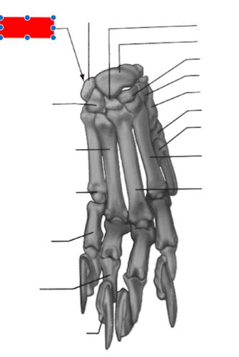 Manus And Pes Flashcards Quizlet