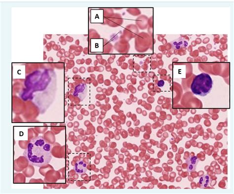 Solved D B C E D Identify Cell C Answer Identify Cell Chegg Com