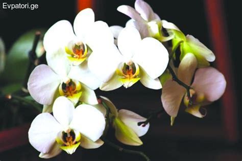 ორქიდეა ულამაზესი ტროპიკული მცენარე