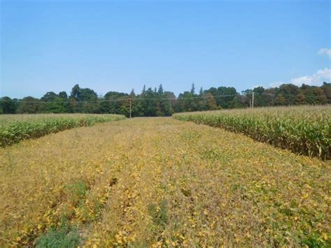 Organic Soybeans Yield 55 Bushelsacre But Conventional Beans