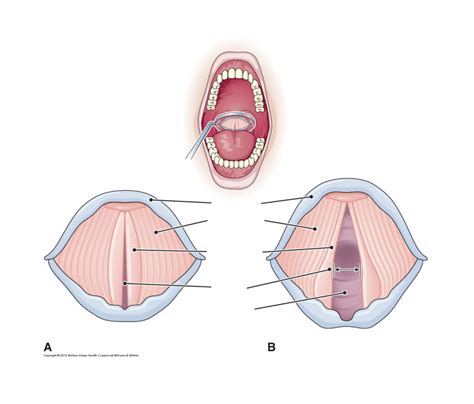 The Vocal Folds Superior View Labeling Diagram Quizlet
