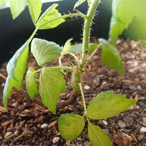 All About Willamette Raspberry Bush Essential Facts 🍇