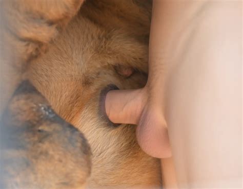 Lion Sex Ai Beast Ai Zoo Porn