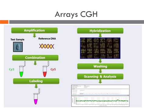 Departamento De Genética Da Fmup Ppt Carregar