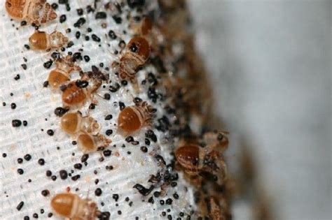 All You Ever Needed To Know About Bed Bugs And How To Get Rid Of Them JDM Pest Control