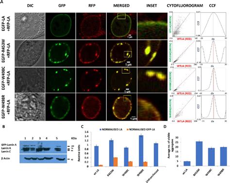 Sequestration Of Rfp La By The Mutant Aggregates A Live Cells Were