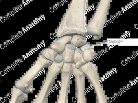 Triquetrum Bone Complete Anatomy