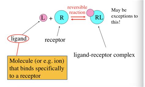 91 Pharmacodynamics Receptor Theory Part 1 Flashcards Quizlet