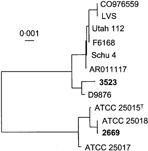 dendrogram based on nucleotide sequence comparison of 213 bp of the