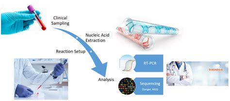 Molecular Diagnostics Workflow Analis Solutions For Lab Testing