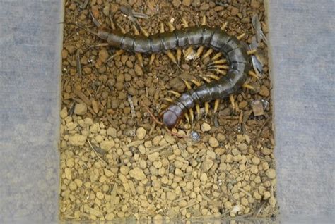【閲覧注意】キモイけどなぜか見たくなる…！「キモい展」で世界の“気持ち悪い生き物”と触れあおう（写真 5 9） ヤバチケ