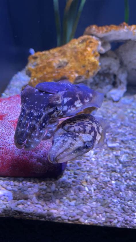A Pair Of Curious Dwarf Cuttlefish At My Local Aquarium Raww