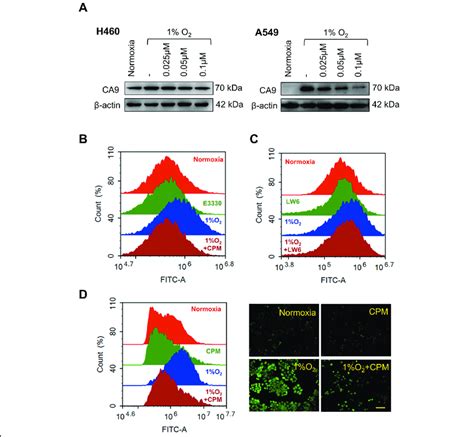 Cpm Could Acidify Intracellular Ph In Lc Cells During Hypoxia A