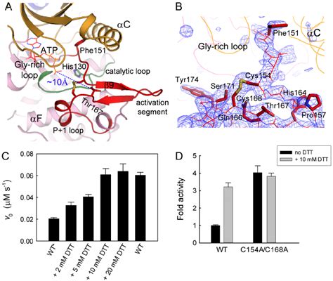 The Intramolecular Disulfide Bond In The Activation Segment A Ribbon
