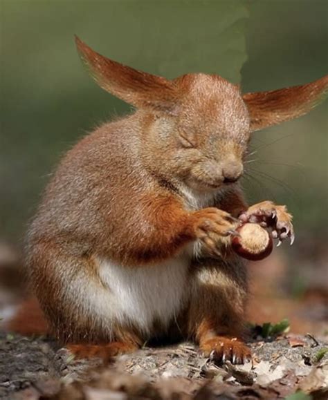 Dancing Squirrel The Creative Collective On Linkedin Starwarsday