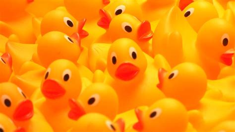 Prank Of The Year How Many Rubber Ducks A Schools Crowdfunding