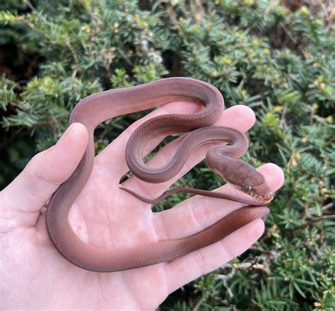 Pythons Page 3 Faunaclassifieds