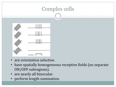 Ppt Striate Receptive Fields Powerpoint Presentation Free Download Id1983385