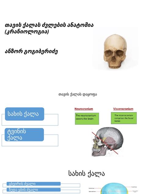 2 თავის ქალა Pptx Pdf