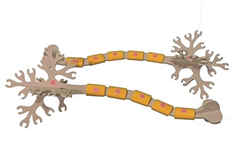 Neuron Modelling Kit© Southern Biological
