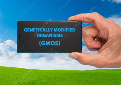 Genetically Modified Organisms Stock Image F0441295 Science