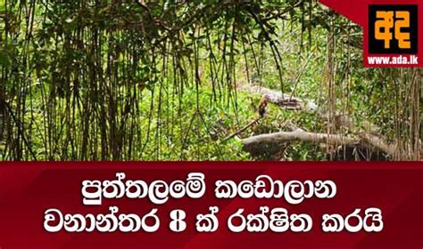 පුත්තලමේ කඩොලාන වනාන්තර 8 ක් රක්ෂිත කරයි Ada Online